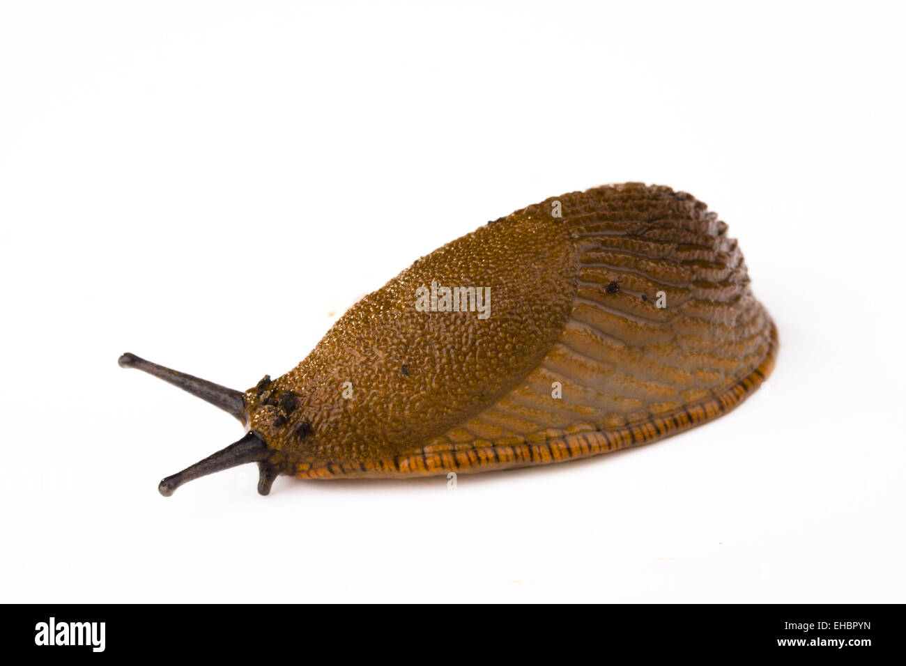 a slug on white background Stock Photo - Alamy