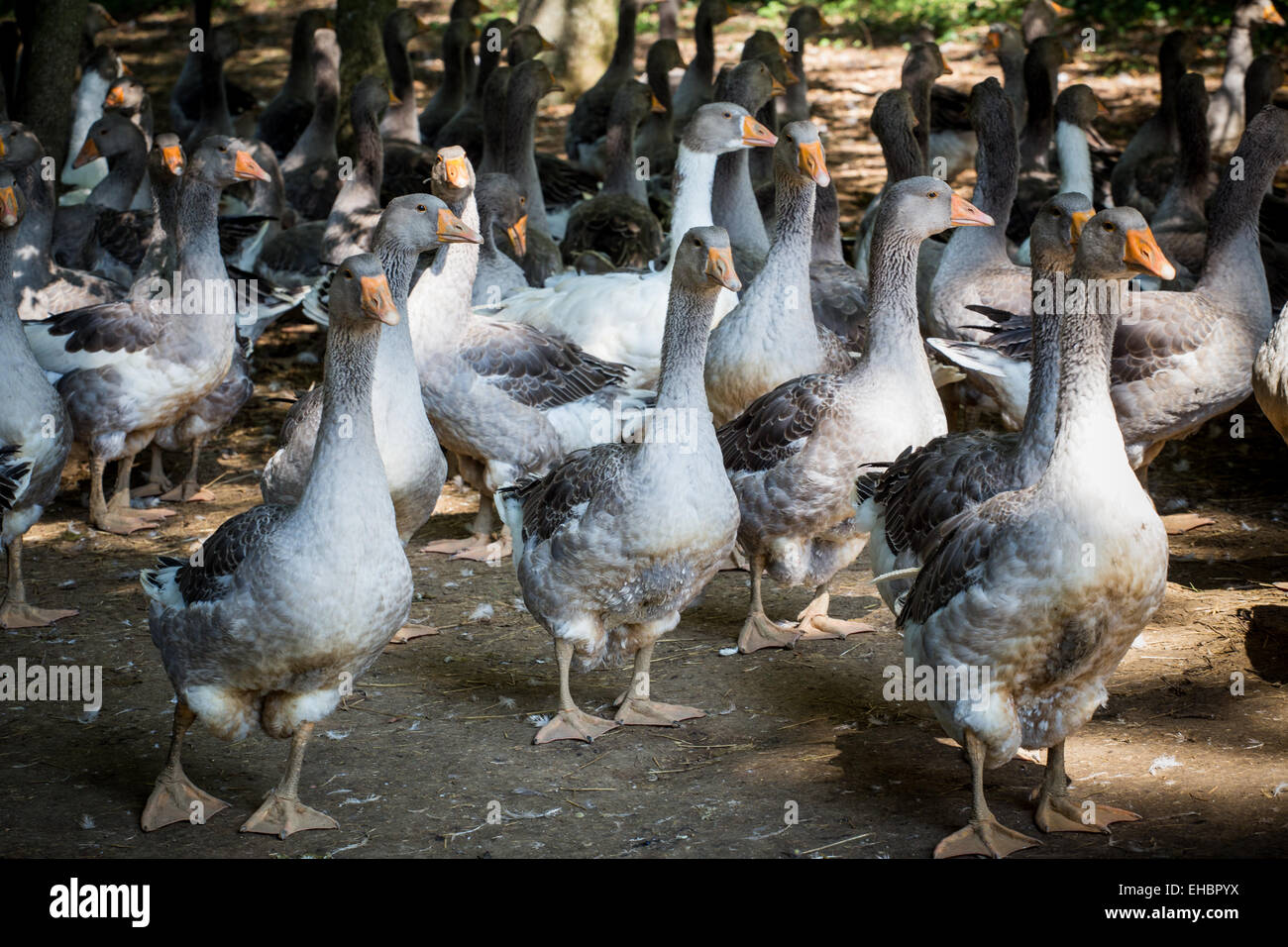 Geese for goose liver pate on farm, Dordogne, Aquitaine, France, Europe ...
