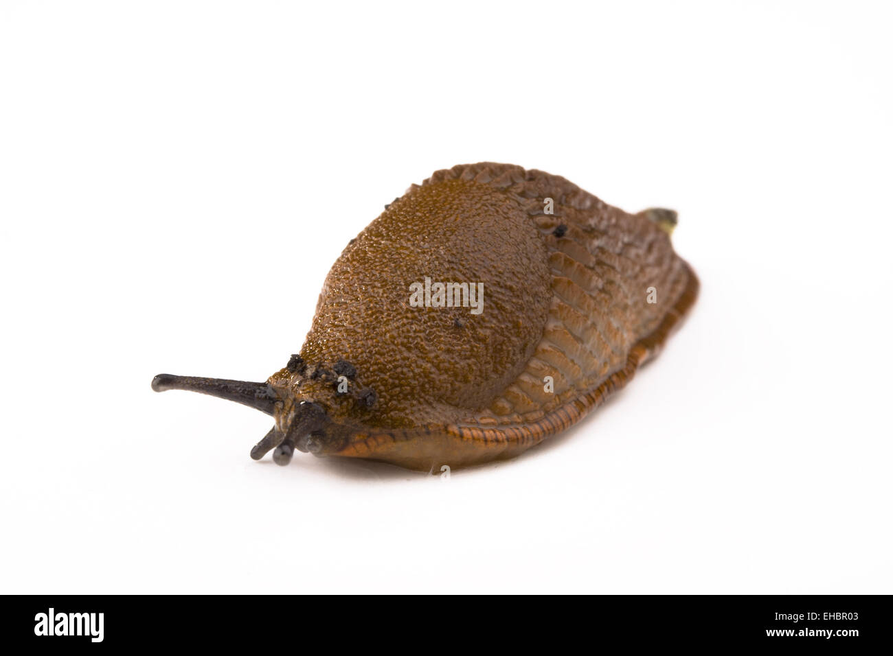 a slug on white background Stock Photo - Alamy