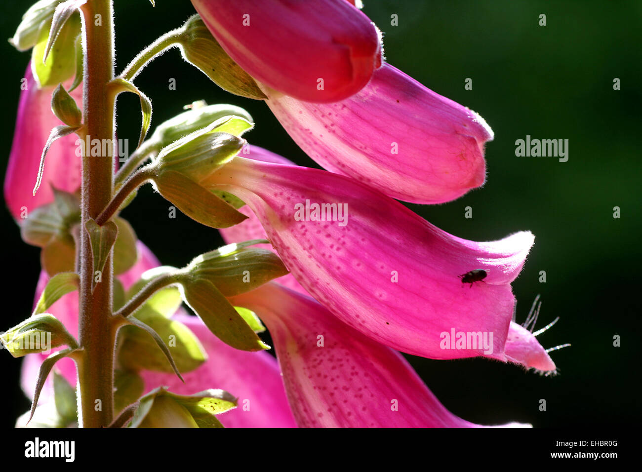 Red digitalis hi-res stock photography and images - Alamy