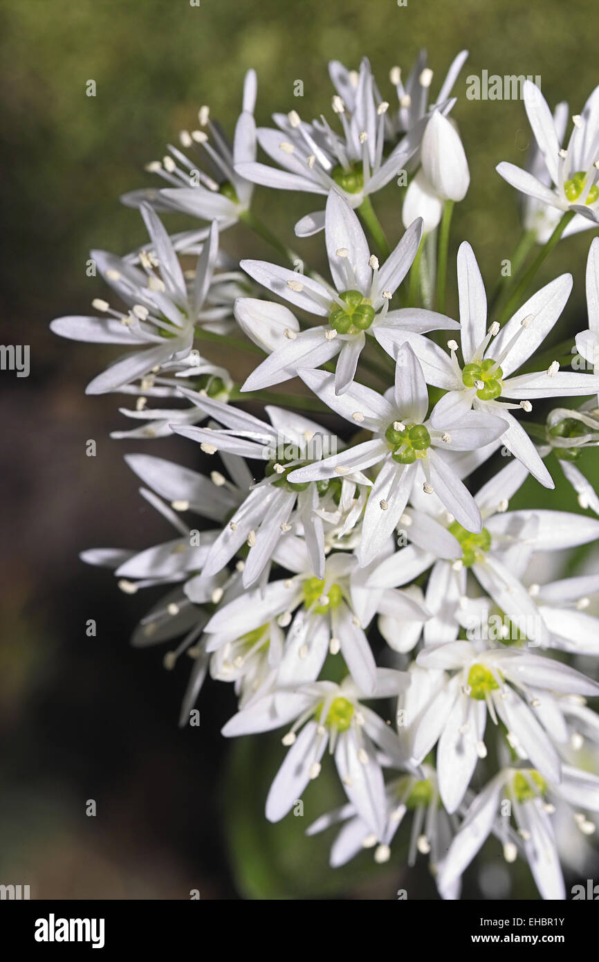 Wild garlic flowers Stock Photo - Alamy