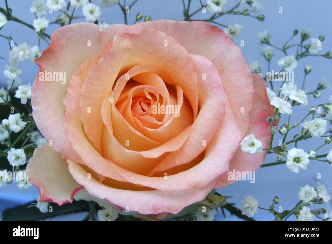 Rose nostalgie hi-res stock photography and images - Alamy