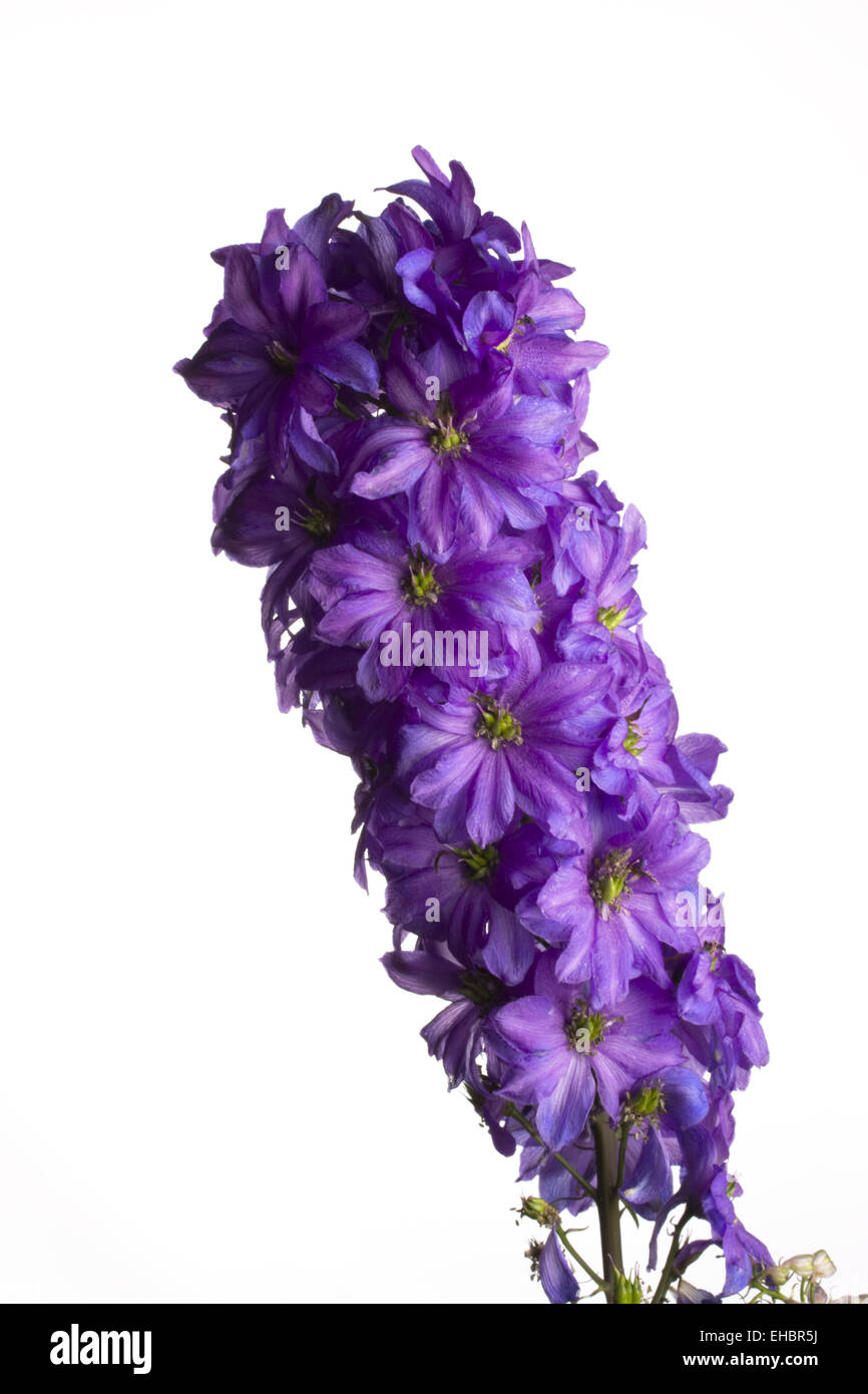 White larkspur hi-res stock photography and images - Alamy