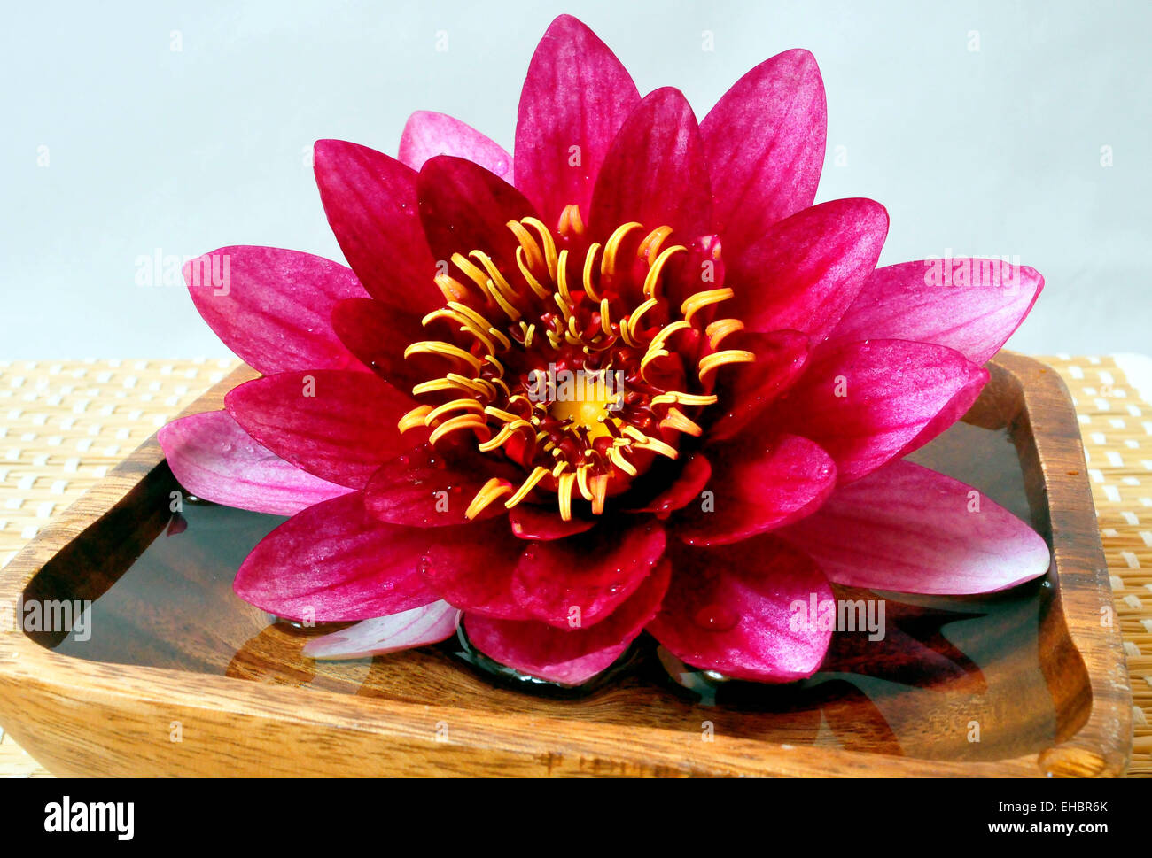 Fresh water lily wellness health Stock Photo - Alamy