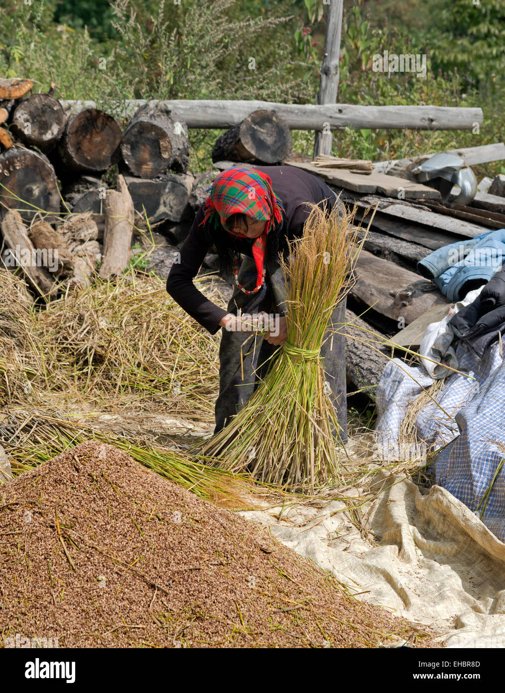 BU00302-00...BHUTAN - Woman tying up bundles of thrashed red rice ...