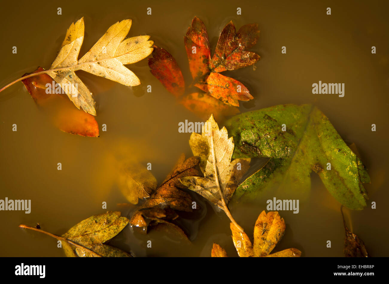 Birds-eye view of brightly coloured autumn leaves floating in a puddle, UK Stock Photo - Alamy