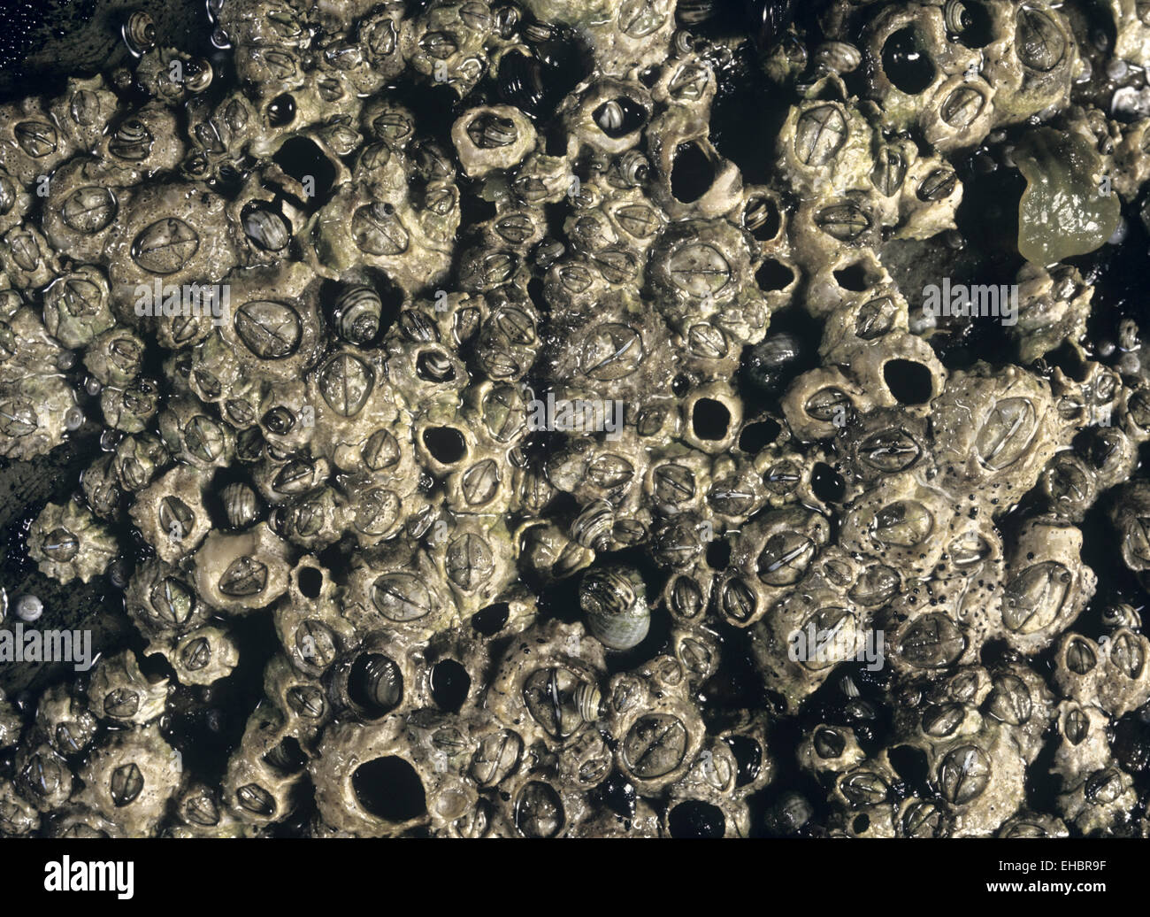 Chthamalus hi-res stock photography and images - Alamy