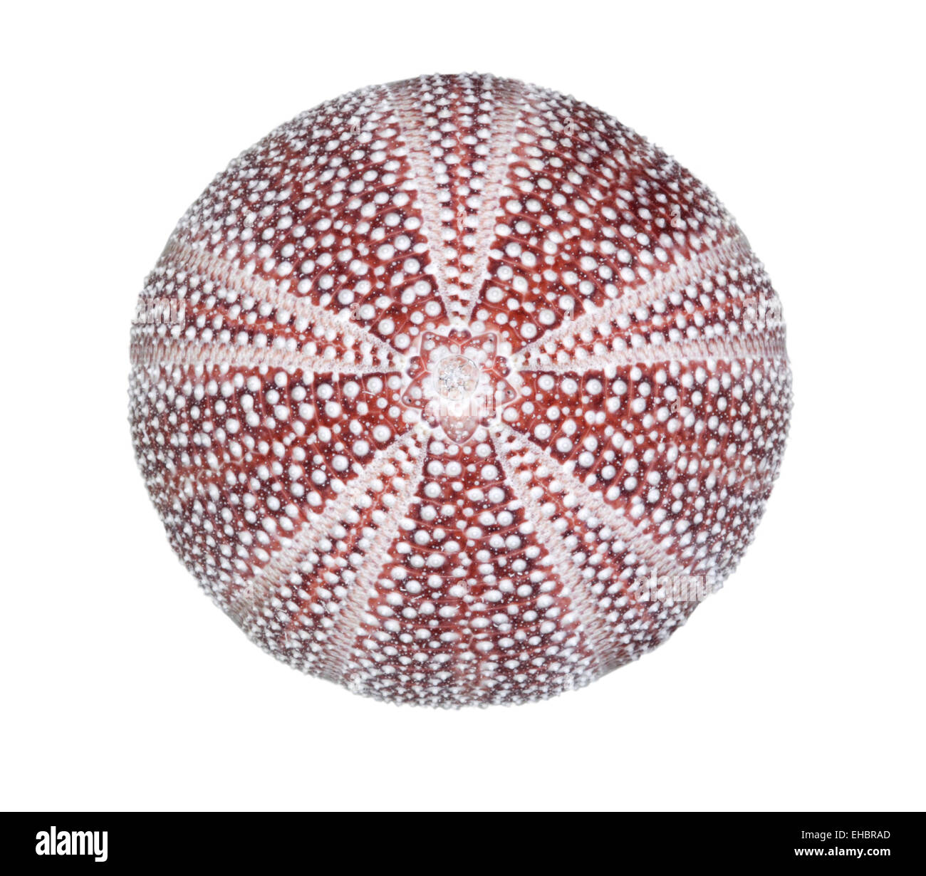 Edible Sea Urchin - Echinus esculentus Stock Photo - Alamy