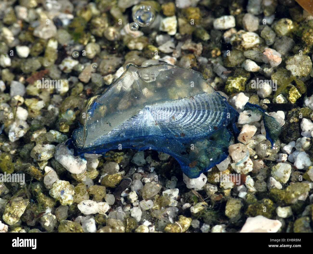 By-the-wind-sailor - Velella velella Stock Photo - Alamy