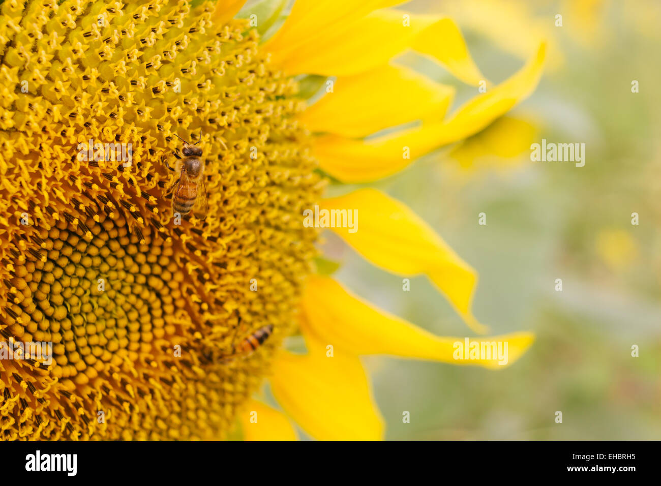 honey bee on flower against green background Stock Photo - Alamy