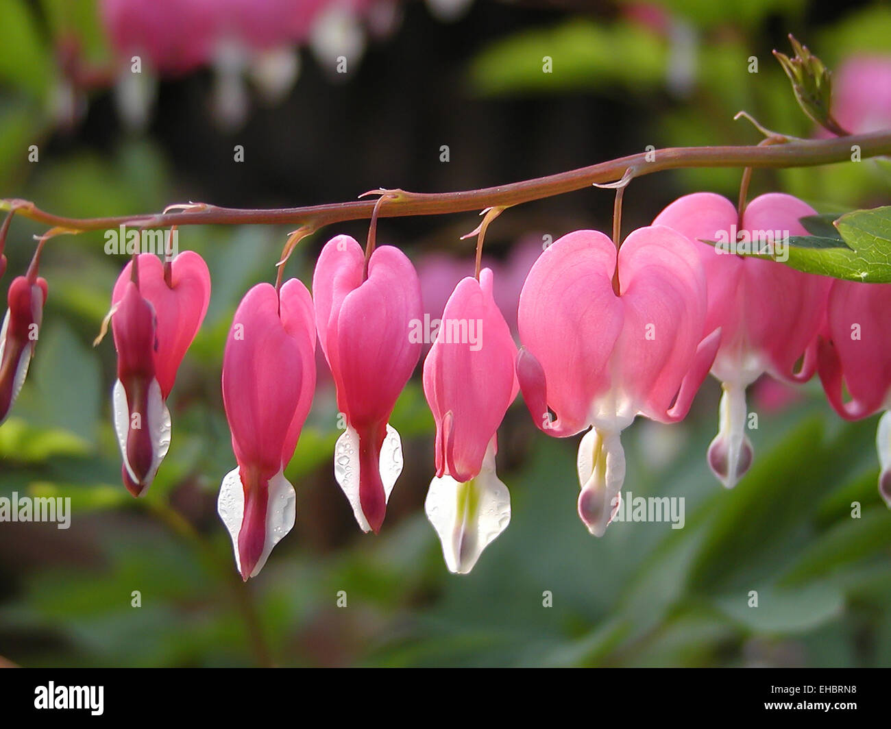 bleeding heart flower Stock Photo - Alamy