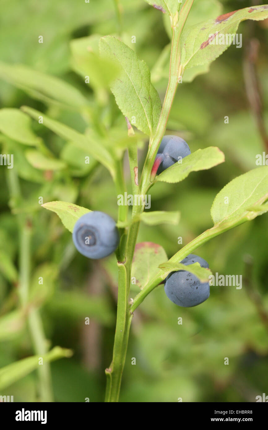 Heidelbeeren sammeln hi-res stock photography and images - Alamy
