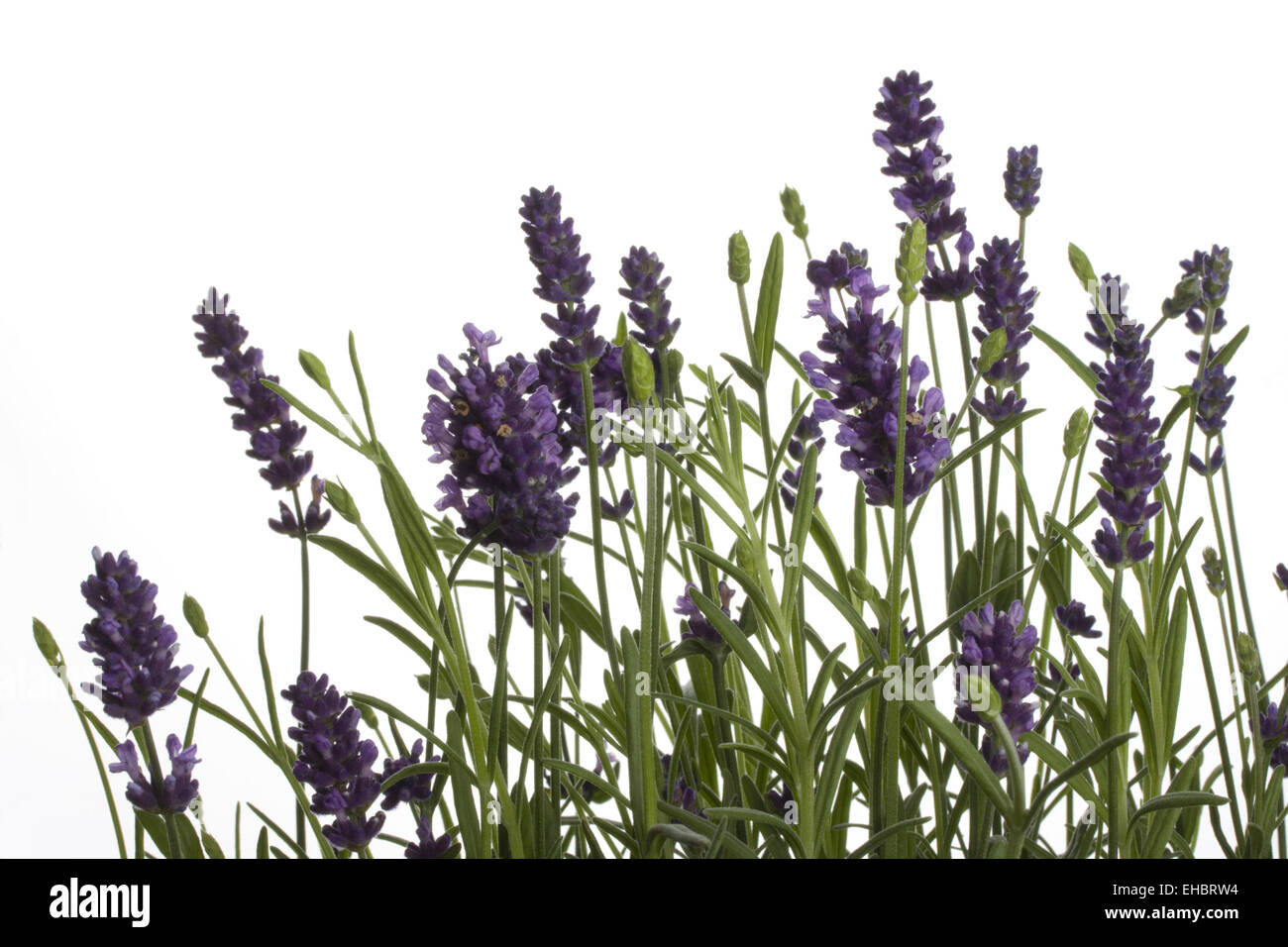 lavender isolated on white background Stock Photo - Alamy