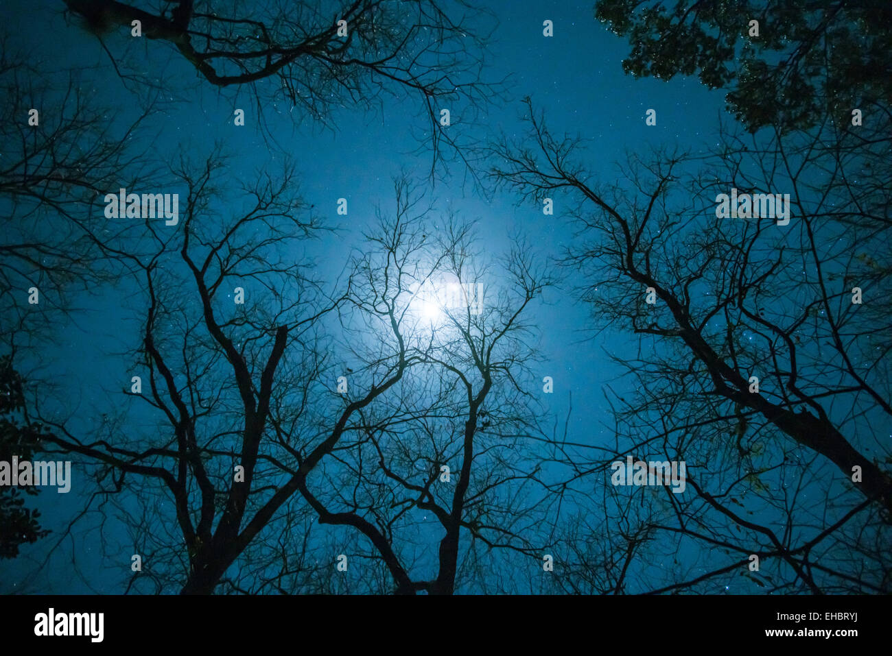 Bare Hickory Trees with moon in winter sky Stock Photo - Alamy