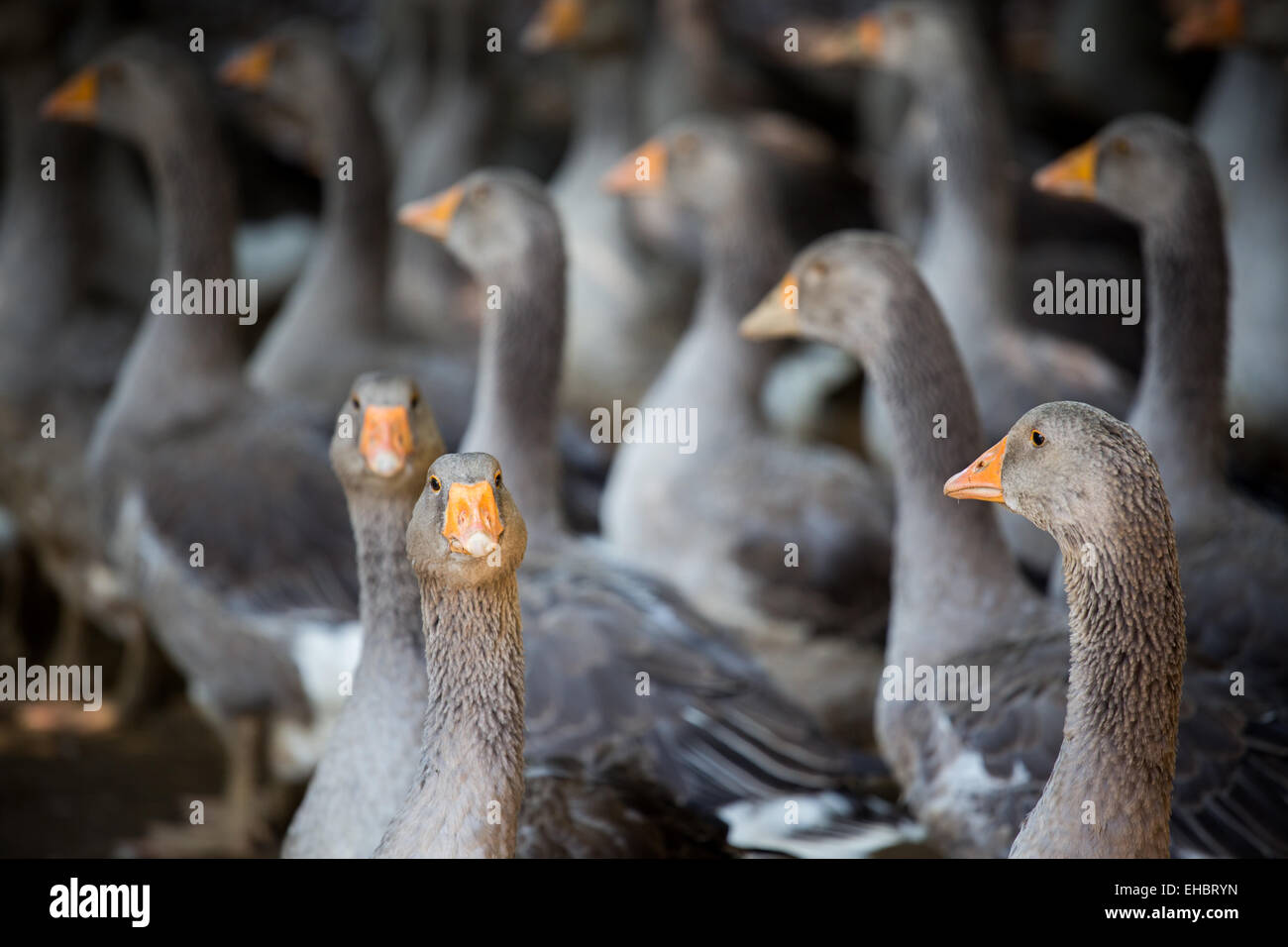 Geese for goose liver pate on farm, Dordogne, Aquitaine, France, Europe ...