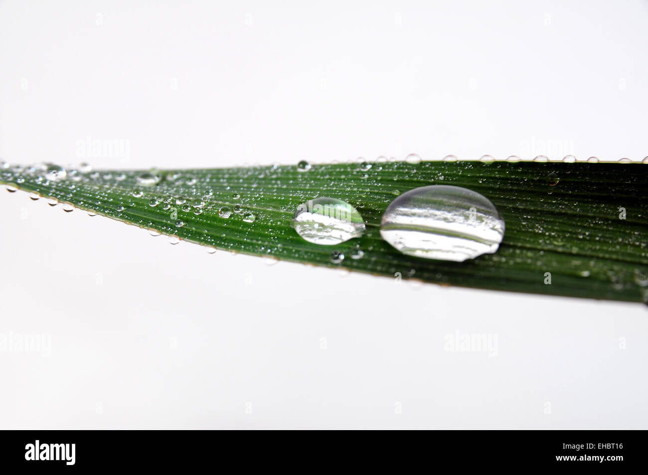 Waterdrop on a leaf Stock Photo - Alamy