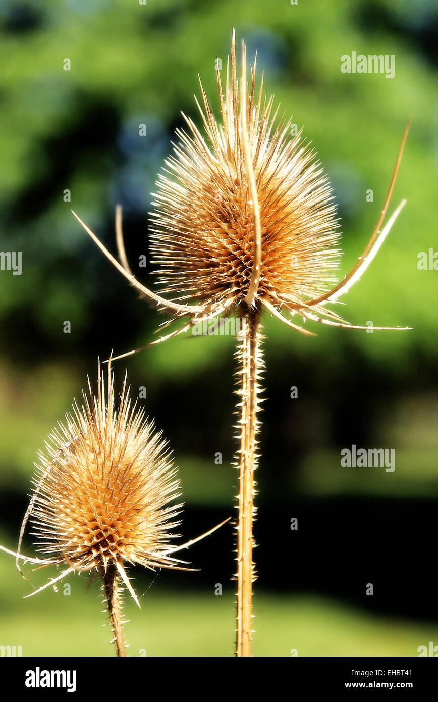 Karde hi-res stock photography and images - Alamy