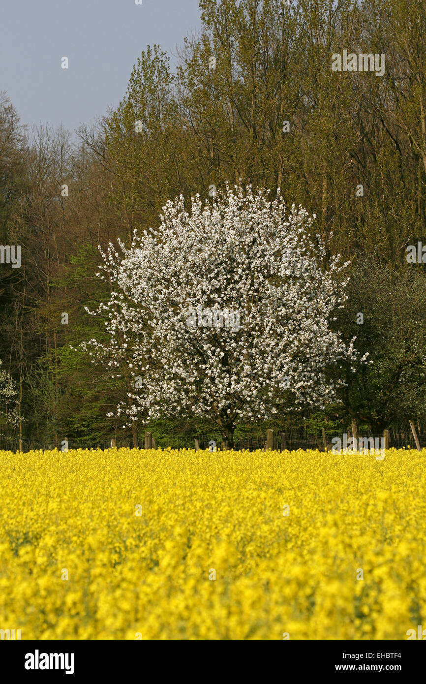Cherry tre hi-res stock photography and images - Alamy
