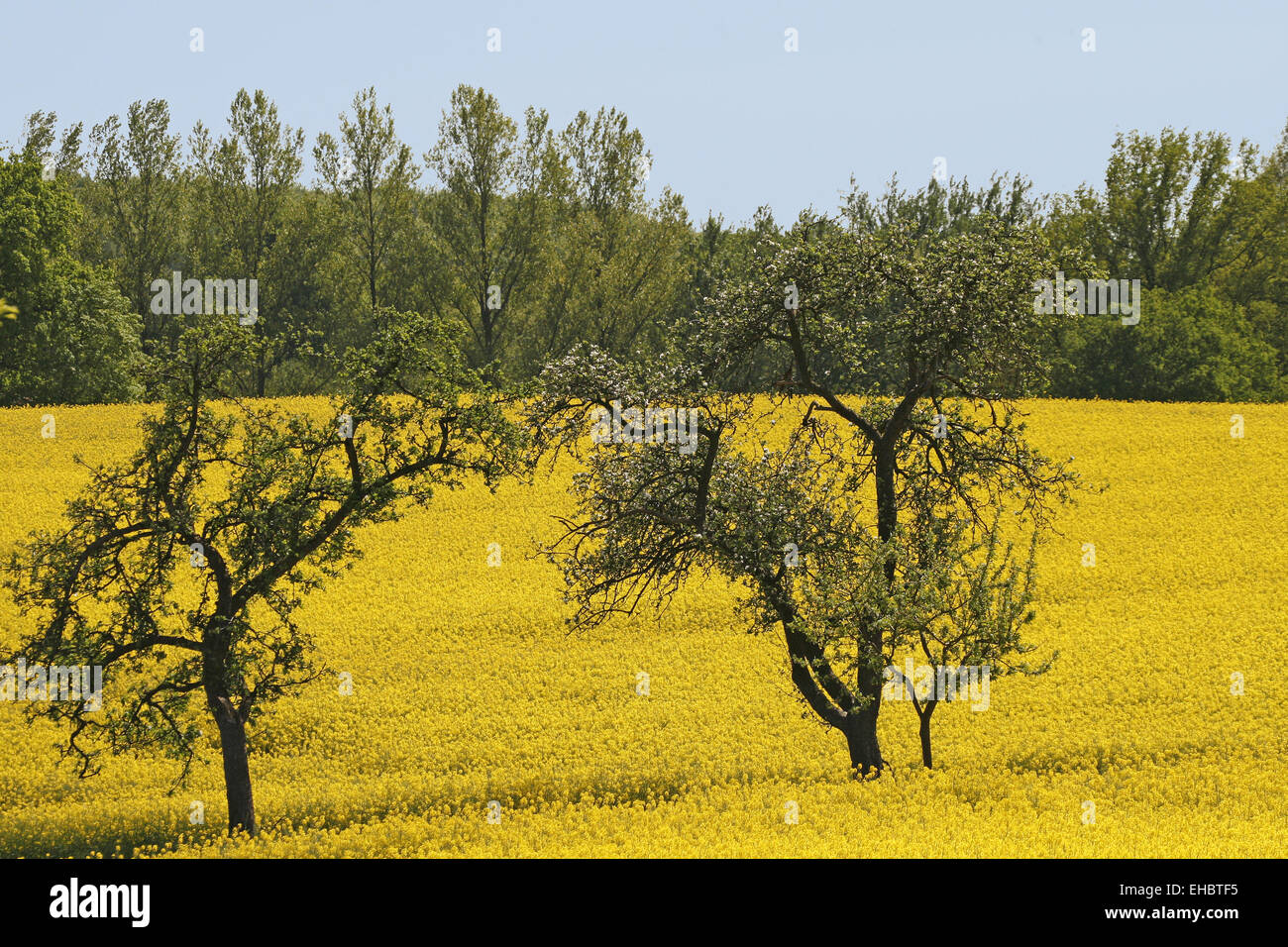 Rapeseed field with apple trees Stock Photo - Alamy