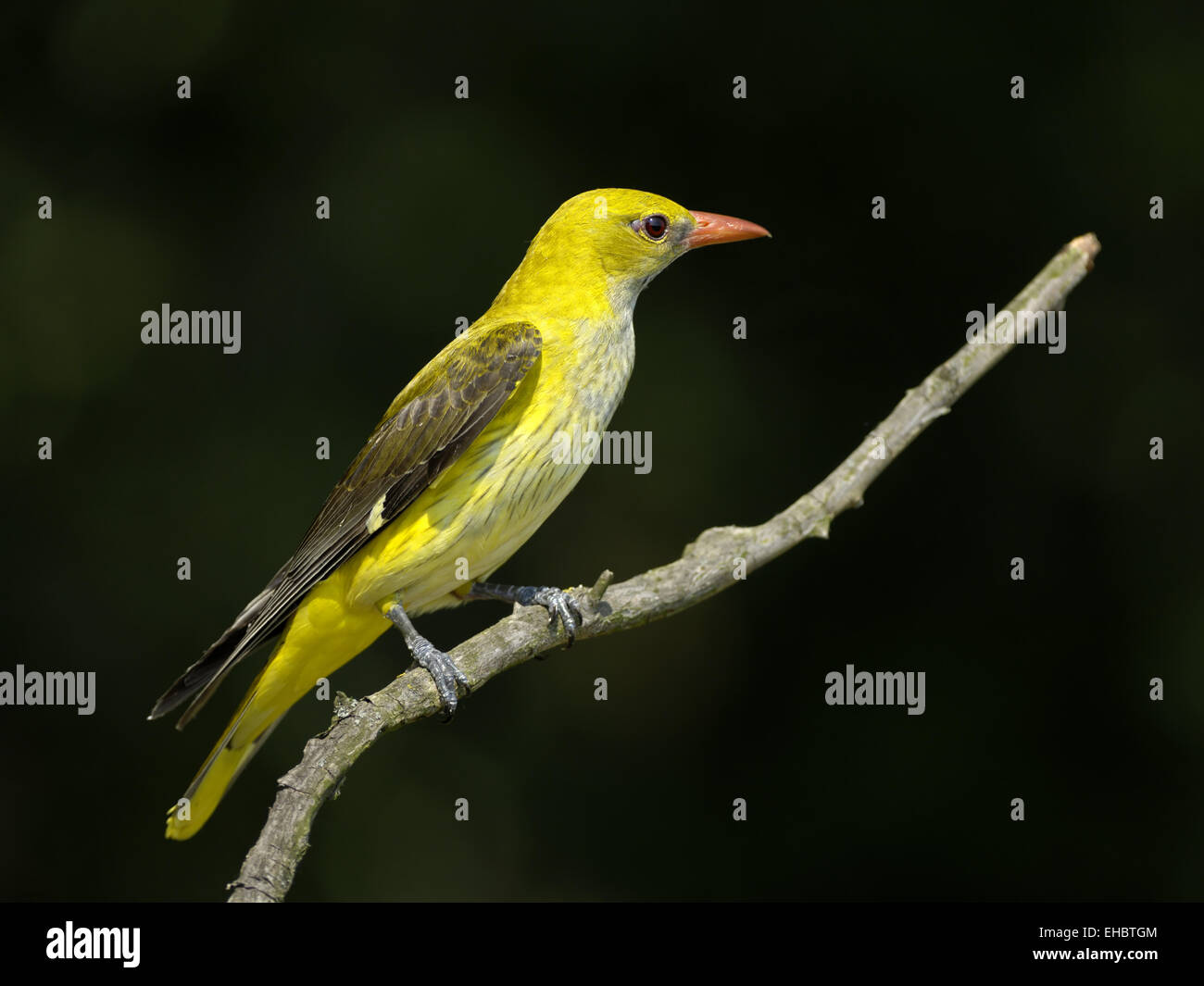 Pirol oriolus oriolus golden oriole hi-res stock photography and images ...