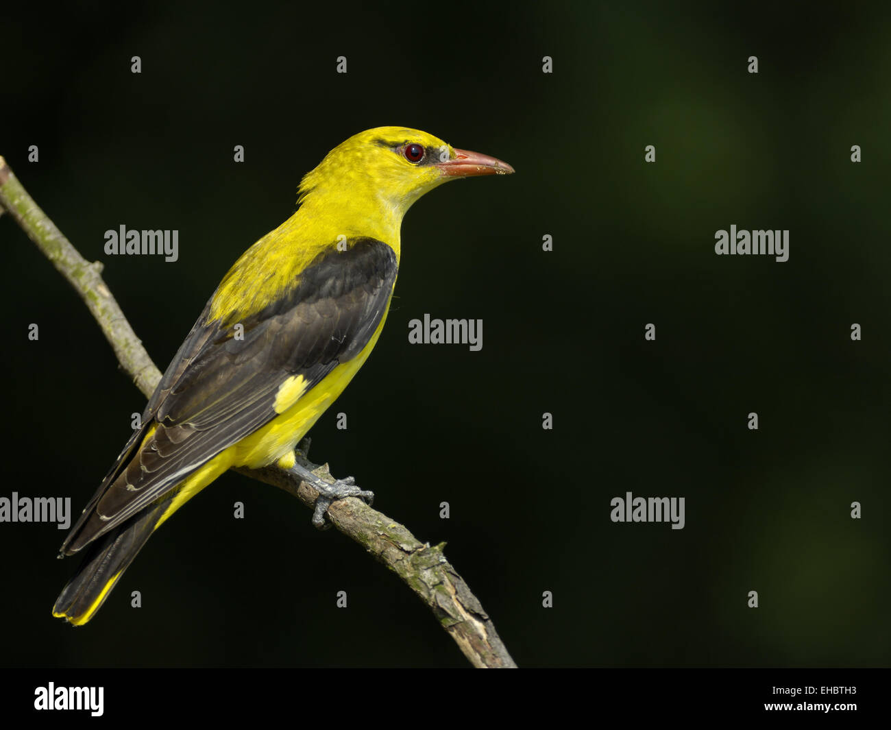 Pirol oriolus oriolus golden oriole hi-res stock photography and images ...