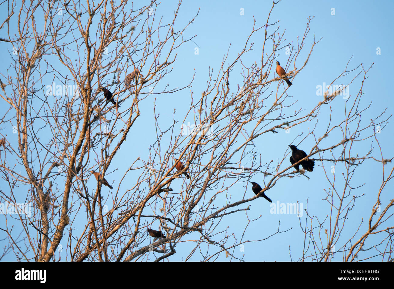 Dusky Blackbirds and Robins in bare winter Hickory tree Stock Photo - Alamy
