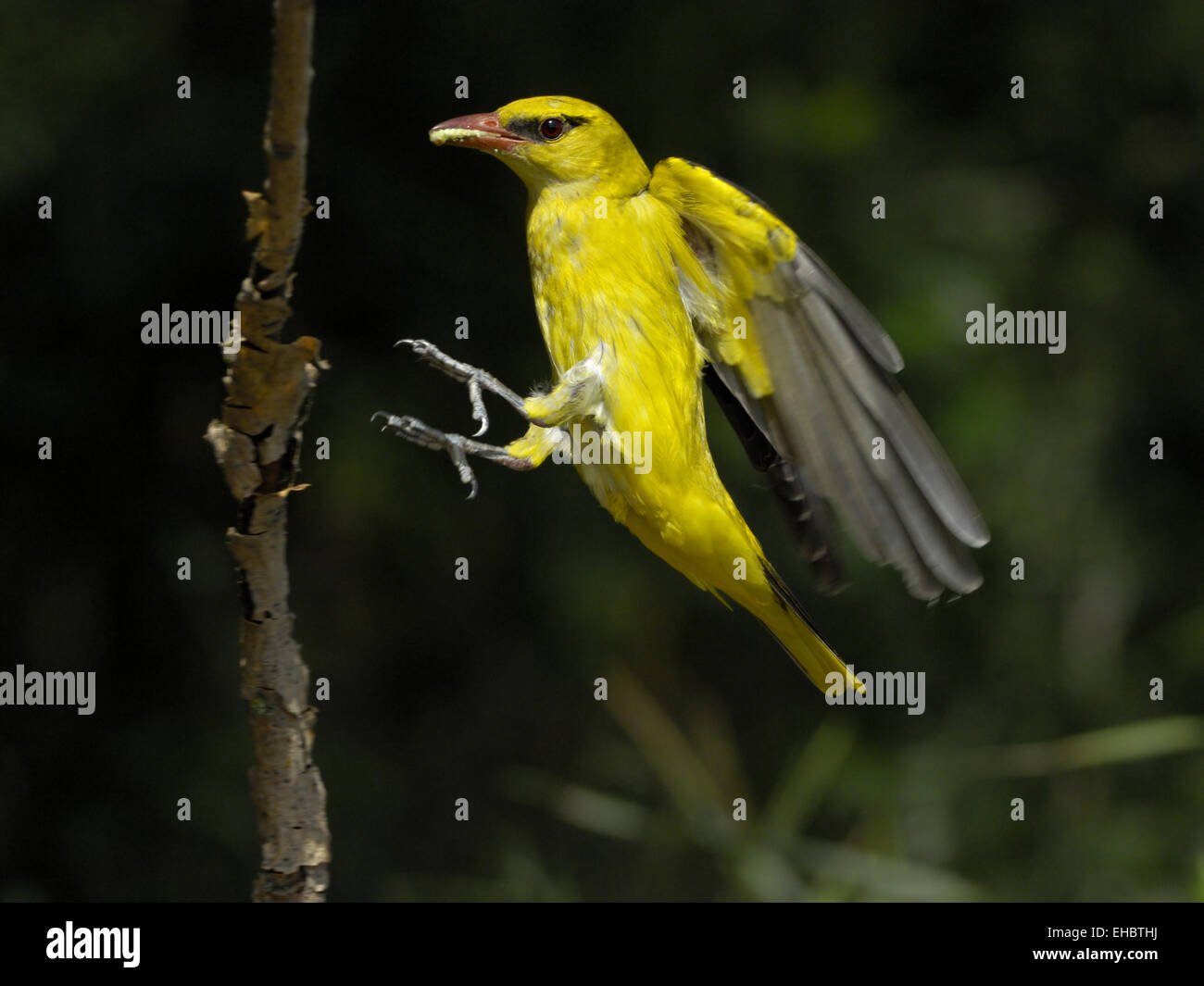 Pirol oriolus oriolus golden oriole hi-res stock photography and images ...