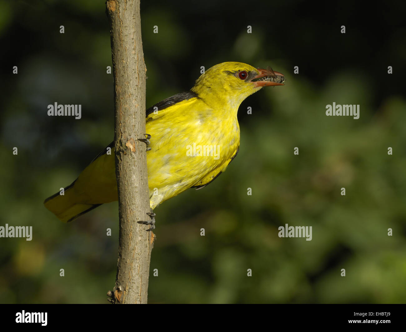 Pirol oriolus oriolus golden oriole hi-res stock photography and images ...