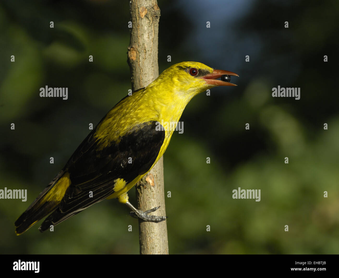 Pirol oriolus oriolus golden oriole hi-res stock photography and images ...