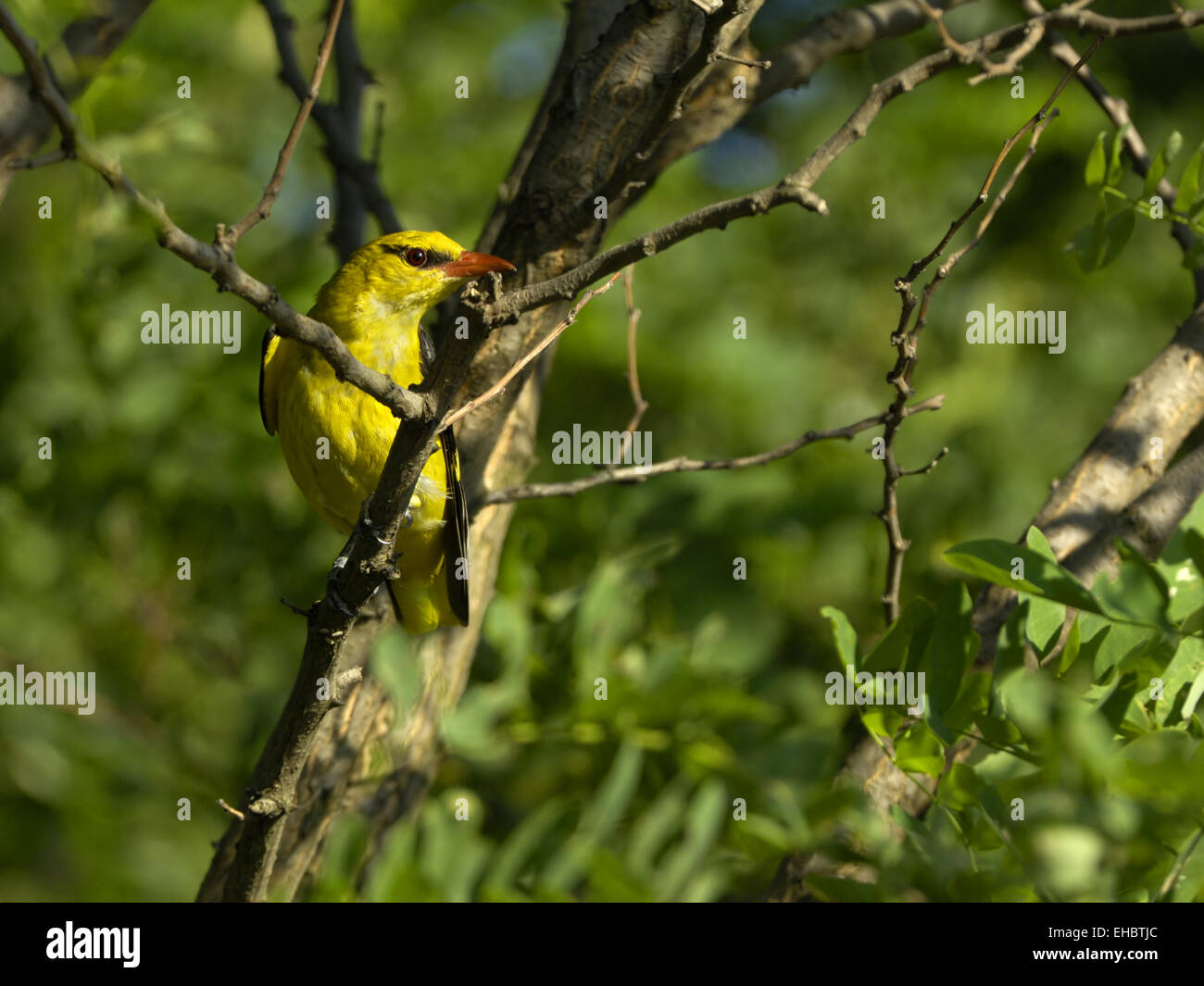Pirol oriolus oriolus golden oriole hi-res stock photography and images ...