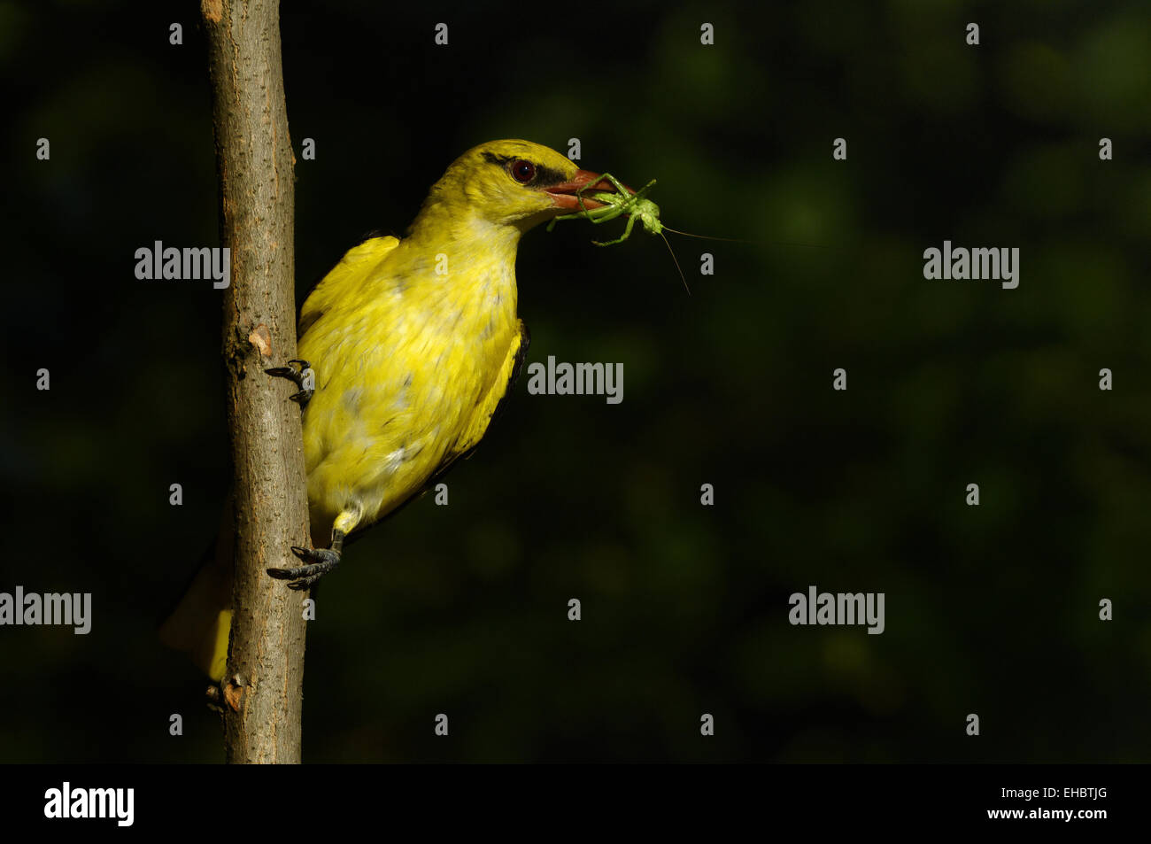 Golden oriole bird hi-res stock photography and images - Alamy