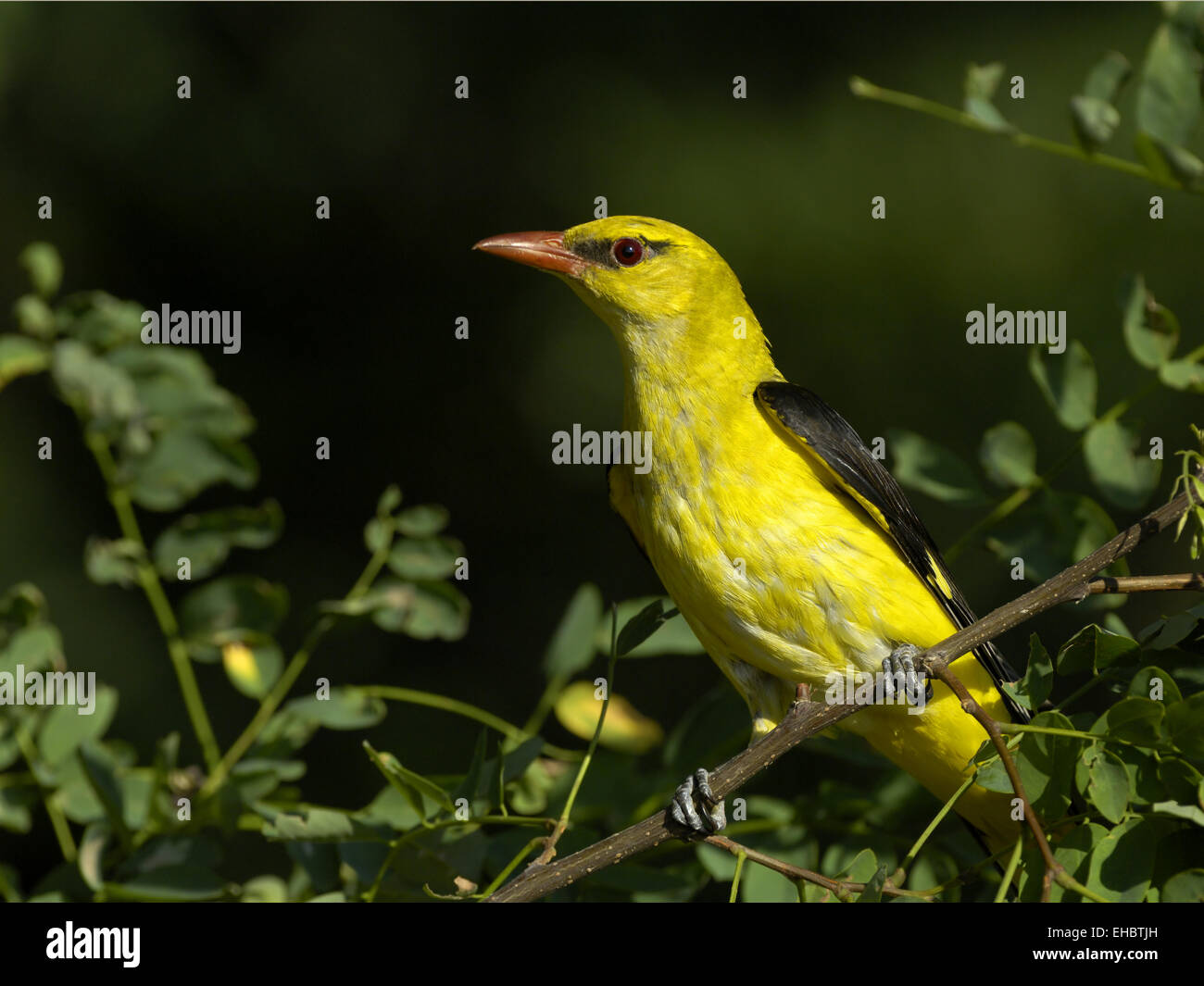 Pirol oriolus oriolus golden oriole hi-res stock photography and images ...