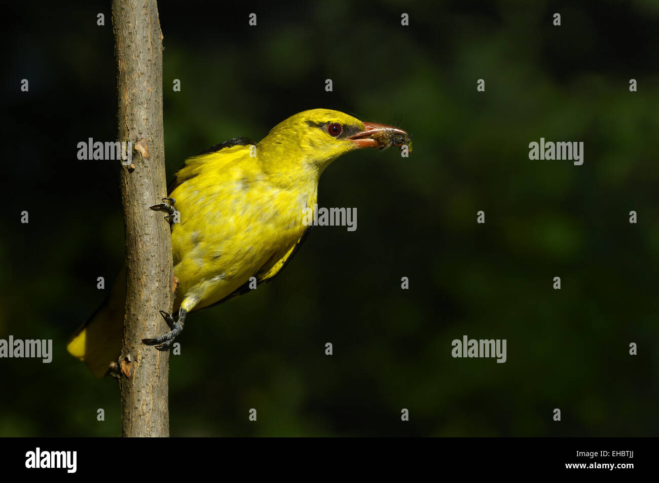 Pirol oriolus oriolus golden oriole hi-res stock photography and images ...