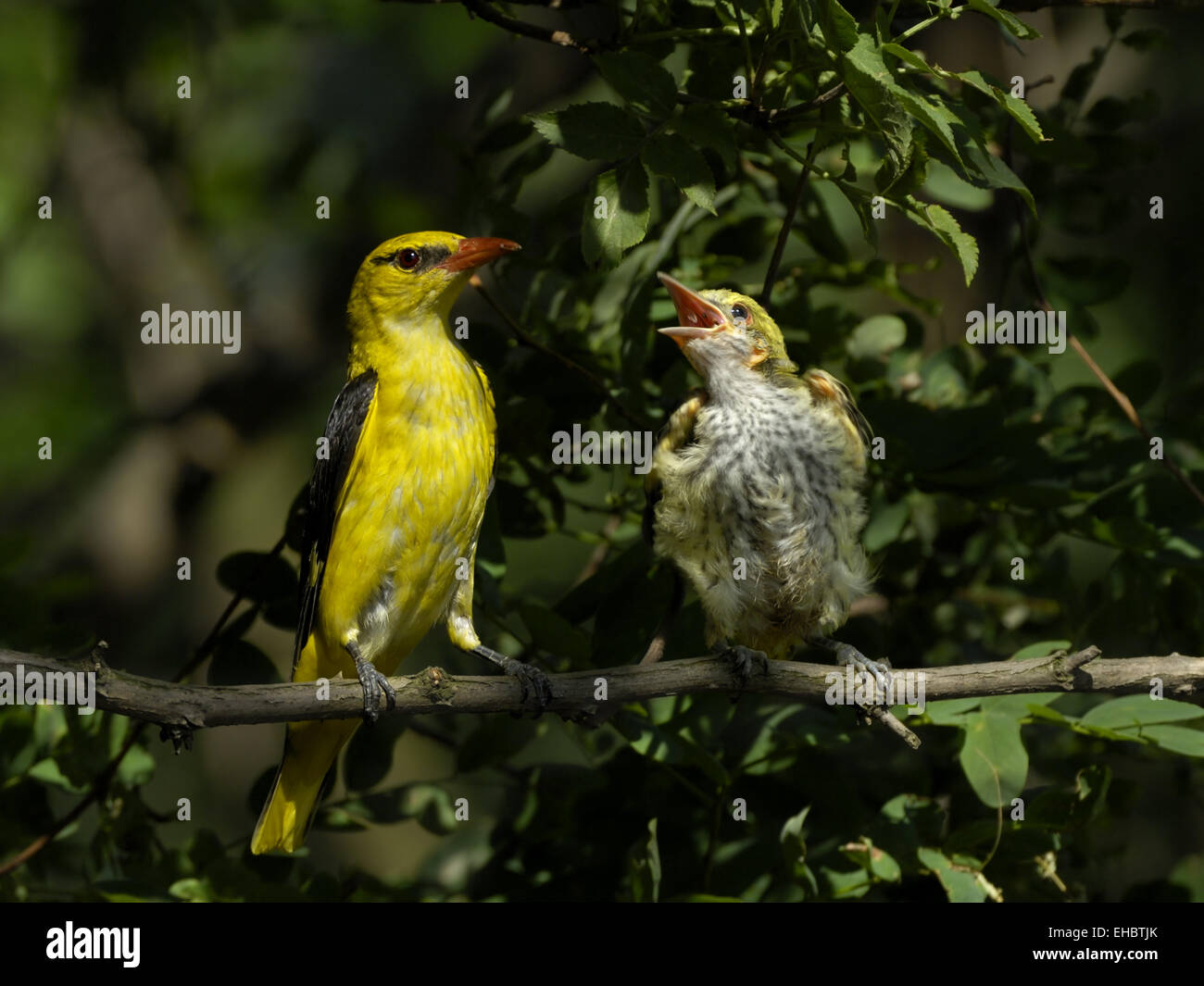 Pirol oriolus oriolus golden oriole hi-res stock photography and images ...