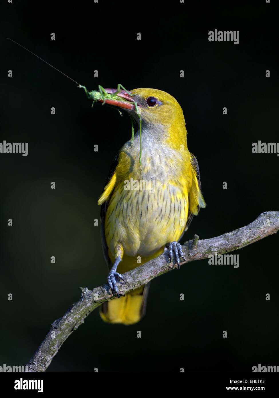 Pirol oriolus oriolus golden oriole hi-res stock photography and images ...