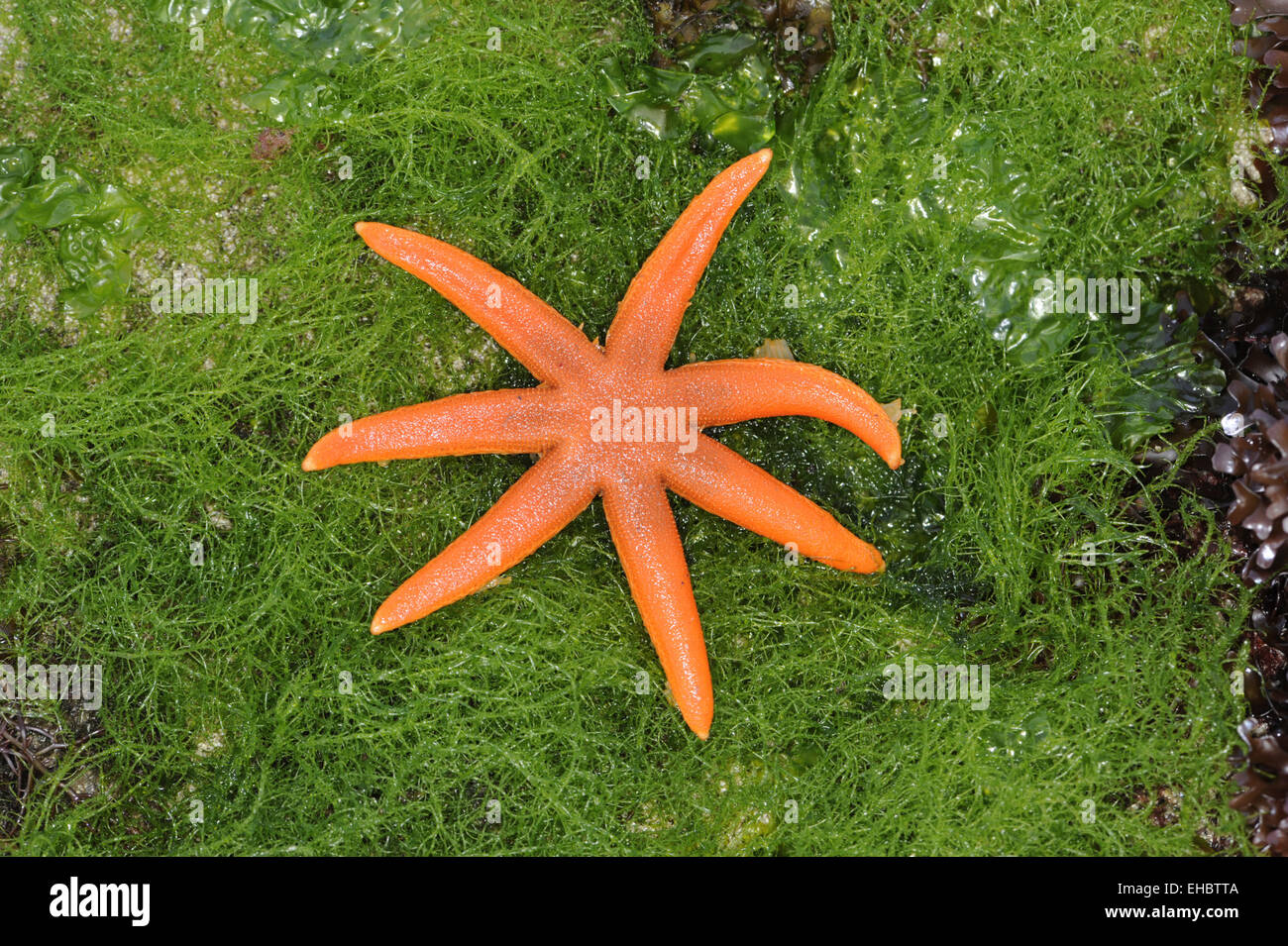 Seven armed starfish hi-res stock photography and images - Alamy