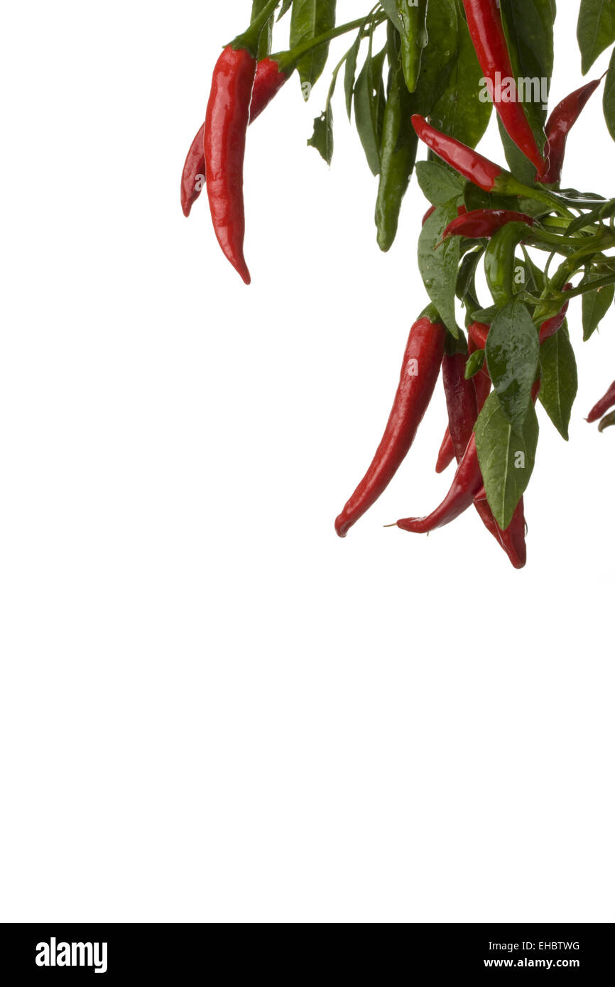 Red chilli tree hi-res stock photography and images - Alamy