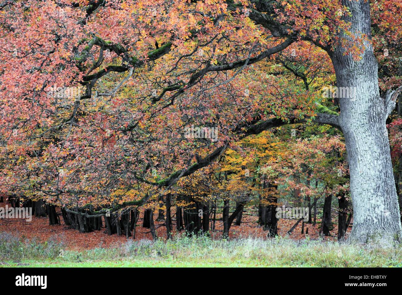 Autumn oak forest in Southern Germany Stock Photo - Alamy