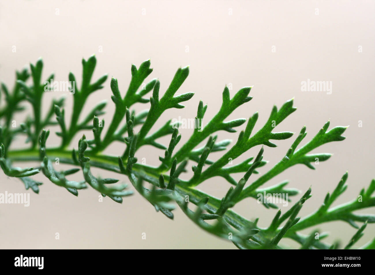 Milfoil High Resolution Stock Photography and Images - Alamy