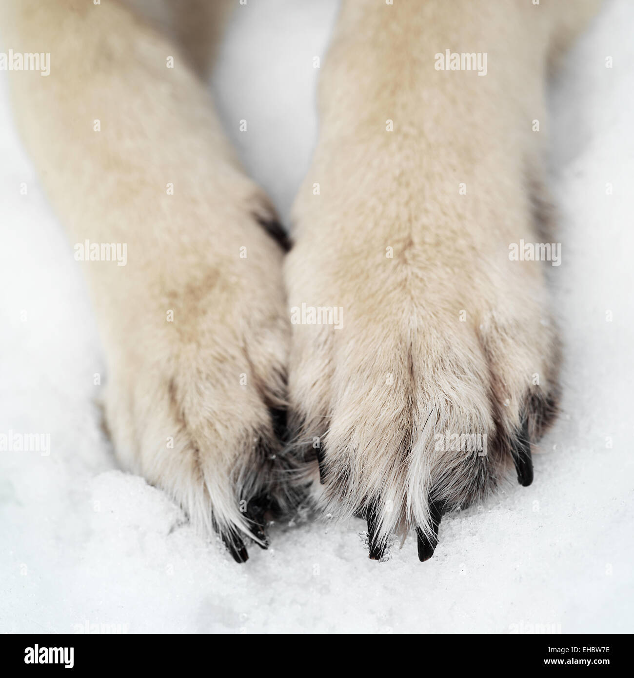 Dog`s Paws and Claws Stock Photo - Alamy