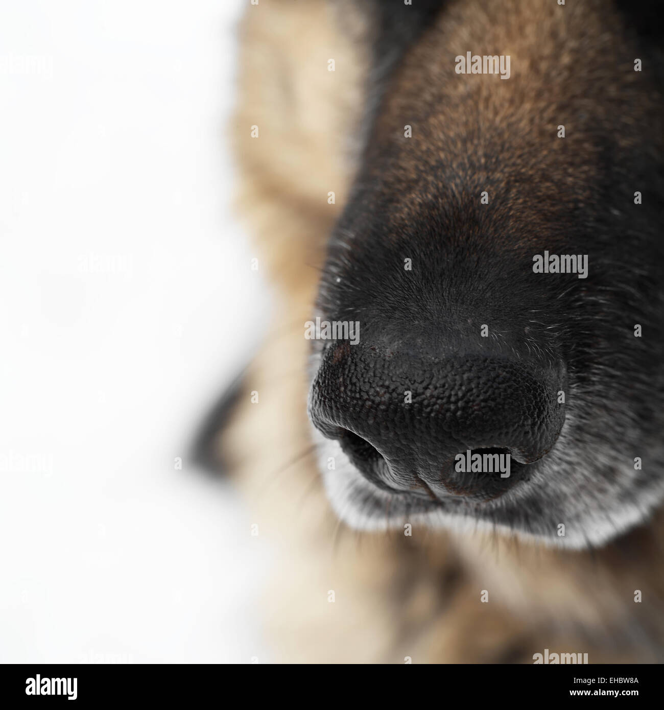Dog nose closeup hi-res stock photography and images - Alamy