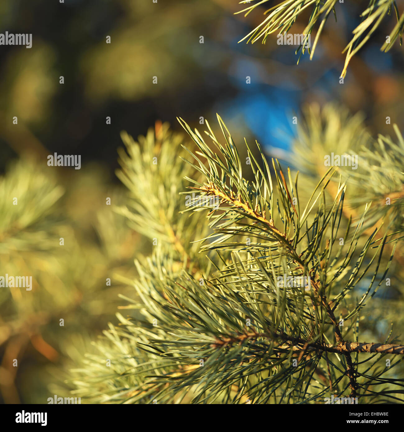Green pine needles on hi-res stock photography and images - Alamy