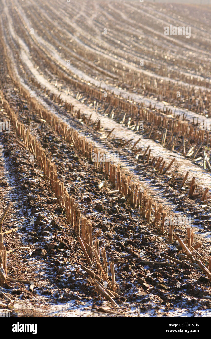 Field stubble stubbles hi-res stock photography and images - Alamy