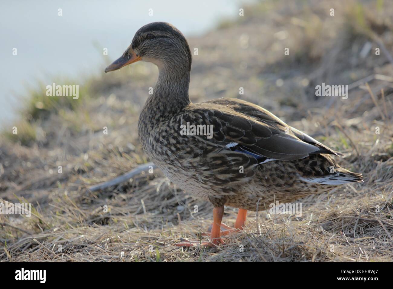 Camouflage duck hi-res stock photography and images - Alamy