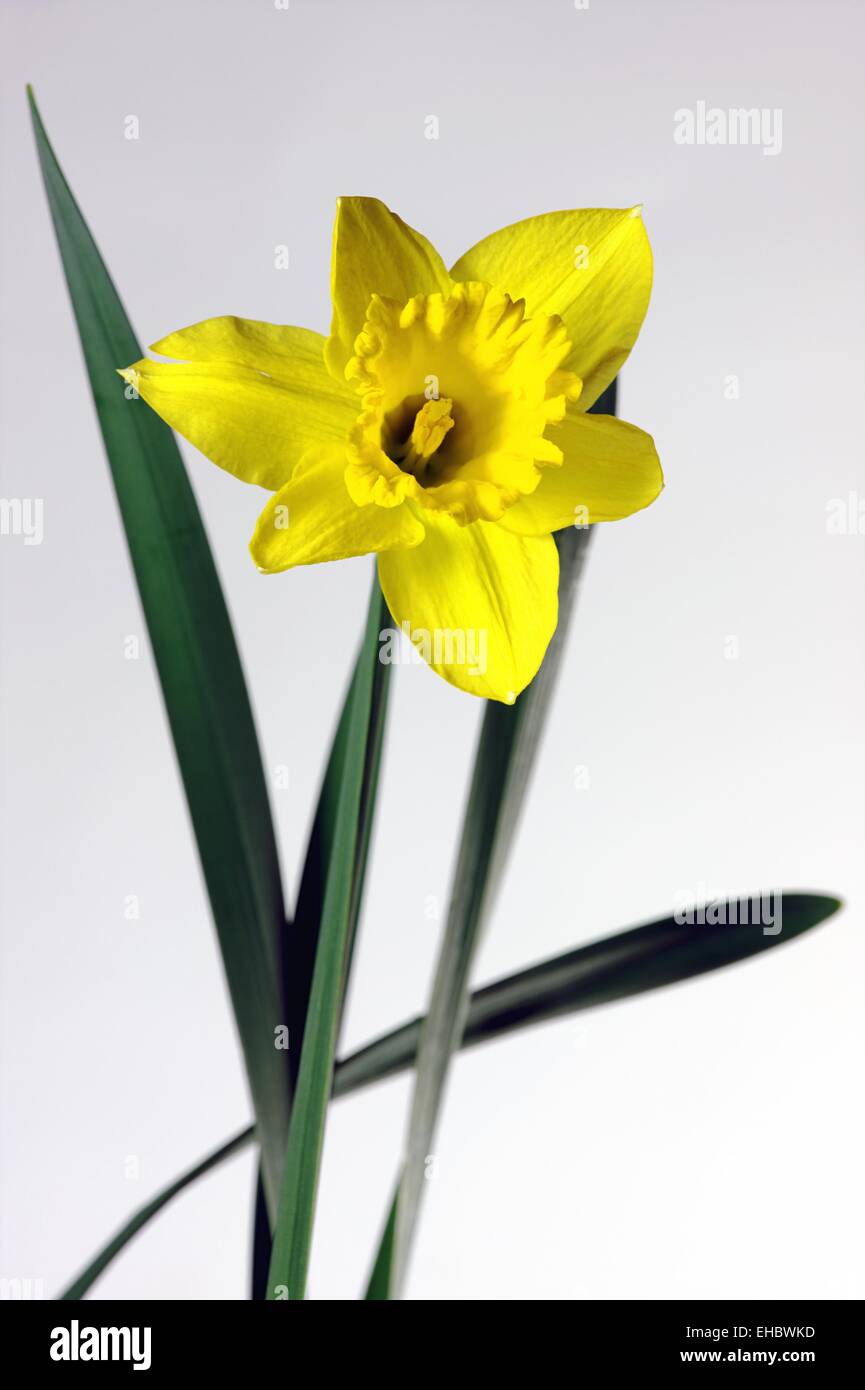 Single daffodil hi-res stock photography and images - Alamy