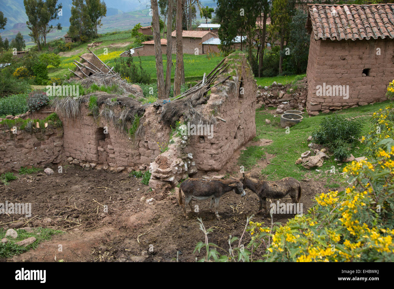 Misminay village, Sacred Valley, Cusco Region, Urubamba Province ...