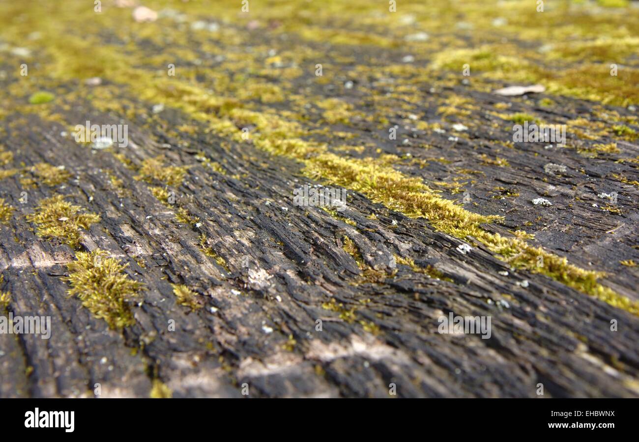 moss on an old wooden table Stock Photo - Alamy