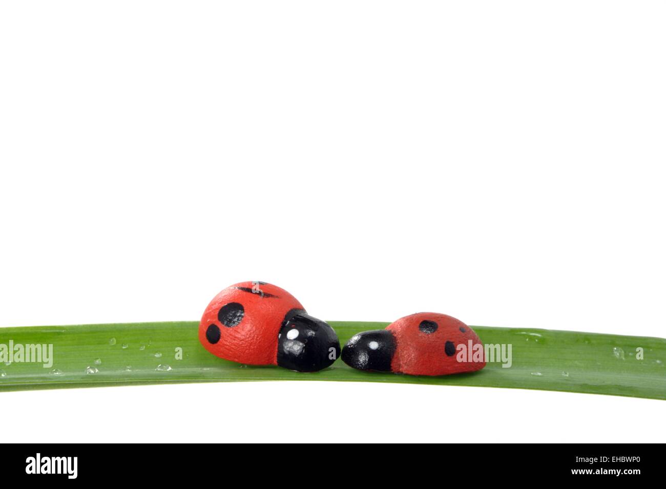 Green love bird Cut Out Stock Images & Pictures - Alamy