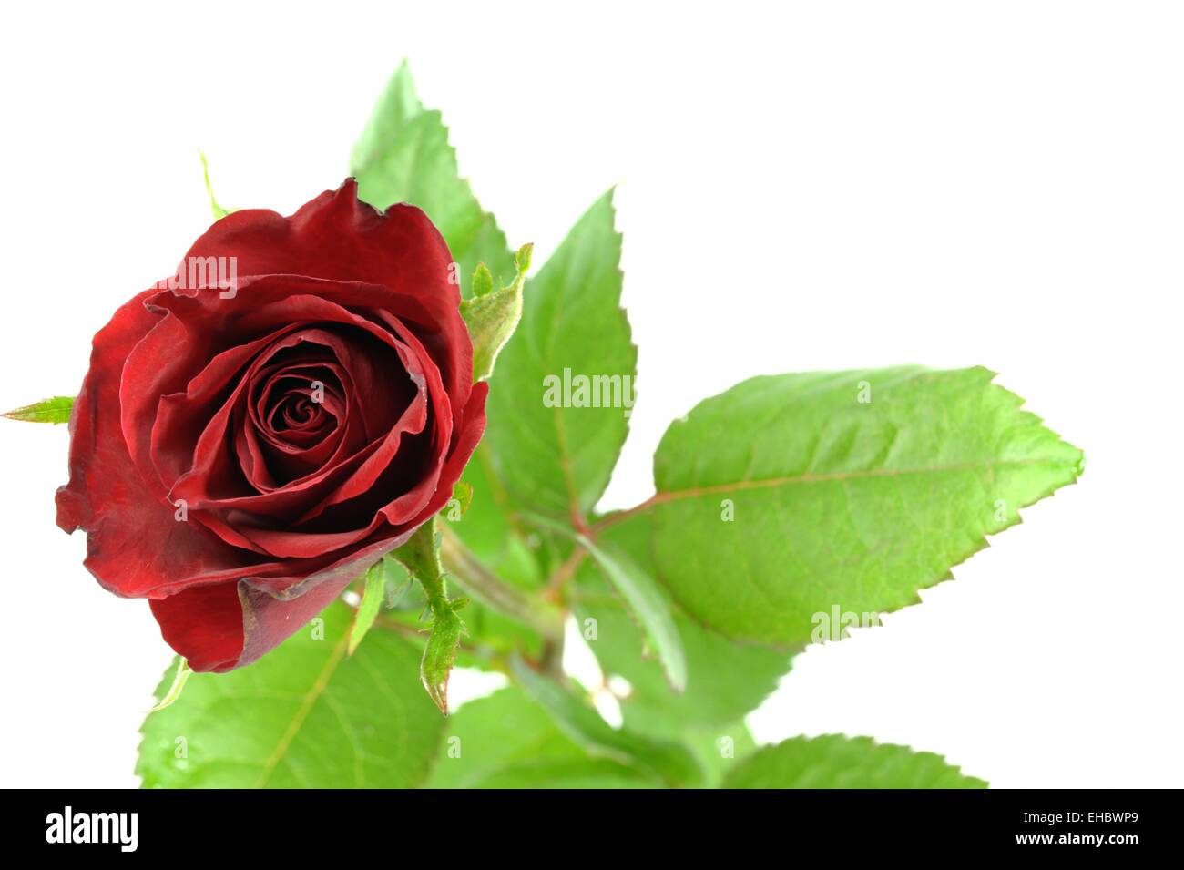 red rose and leaf Stock Photo - Alamy