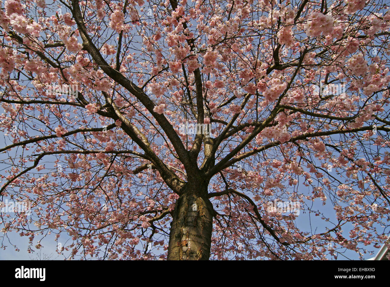 Japanischer Kirschbaum High Resolution Stock Photography and Images - Alamy